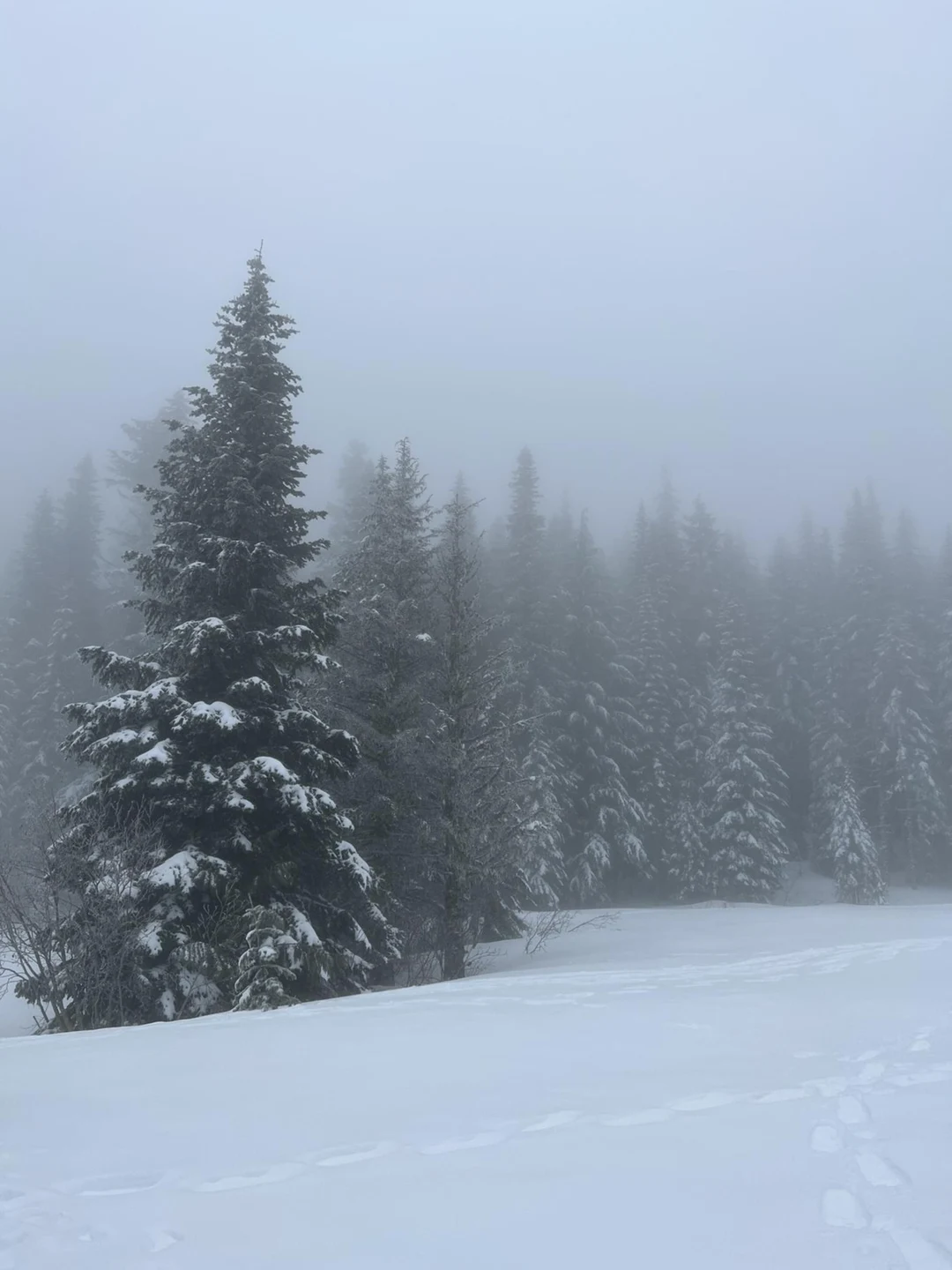 Frosted trees and deep snow | Scrolller