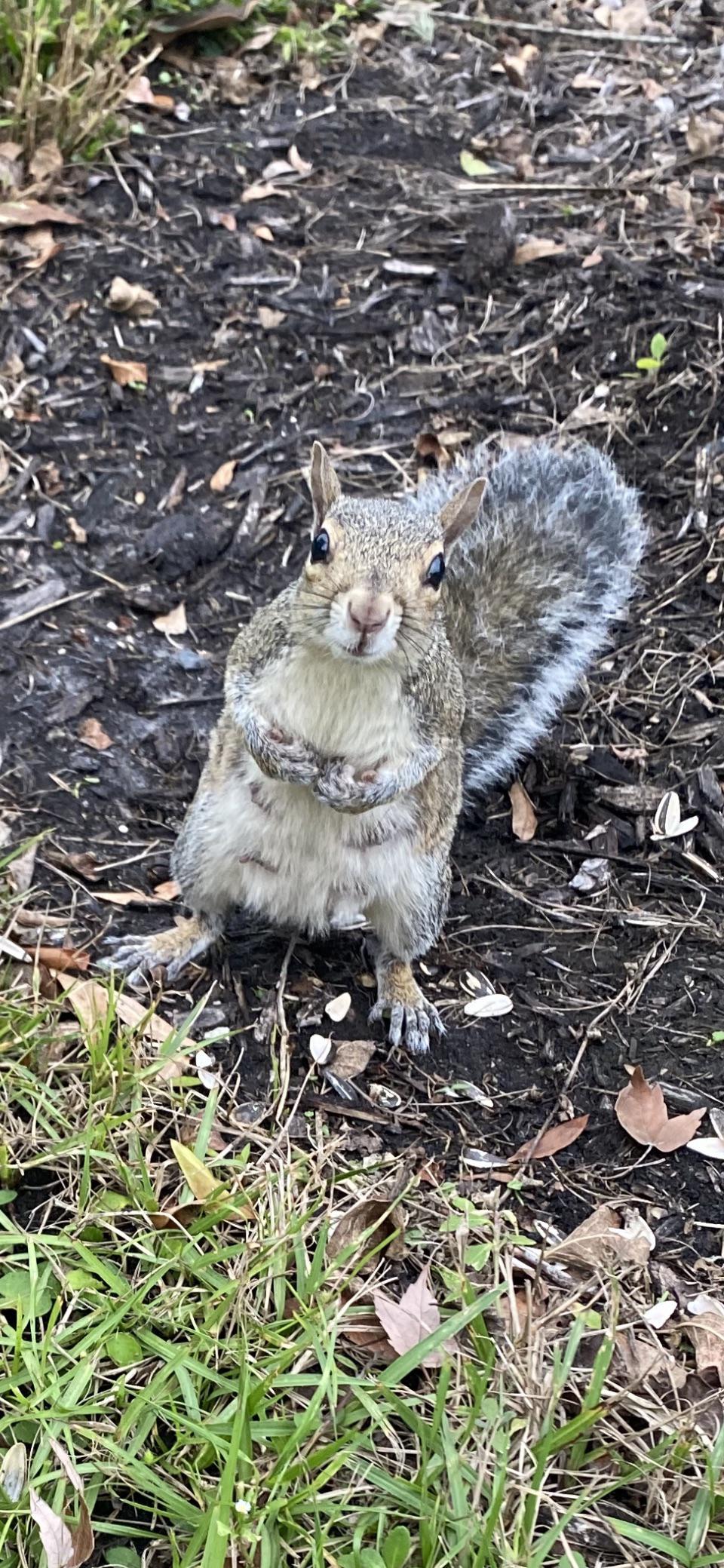 Can I help keep mama squirrel safe during this storm? | Scrolller