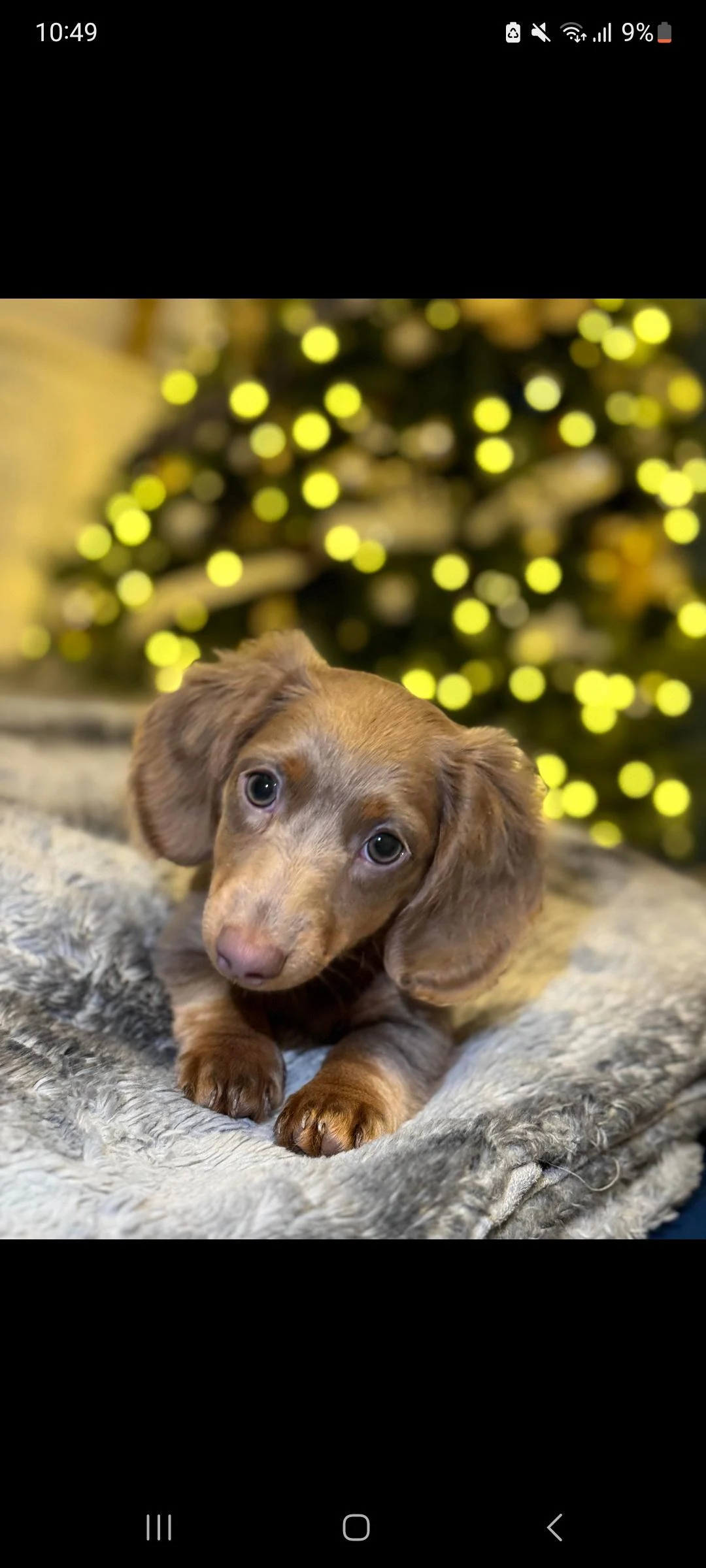 Our baby ruby mini dachshund | Scrolller