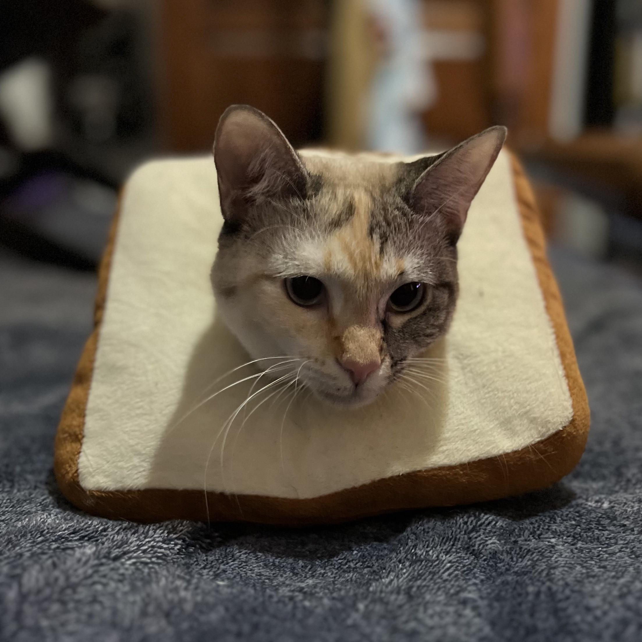 Purrfect loaf status | Scrolller