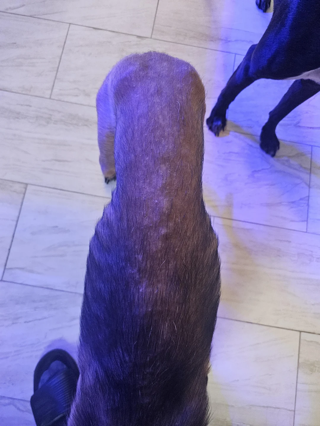 Advice with weight/skin issue | Scrolller