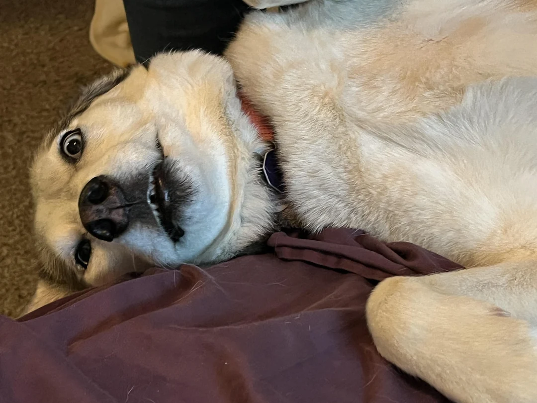 Derp mode was on when we got up this morning! | Scrolller