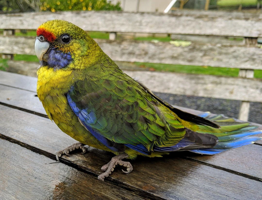 Green Rosella, NW Tasmania. | Scrolller