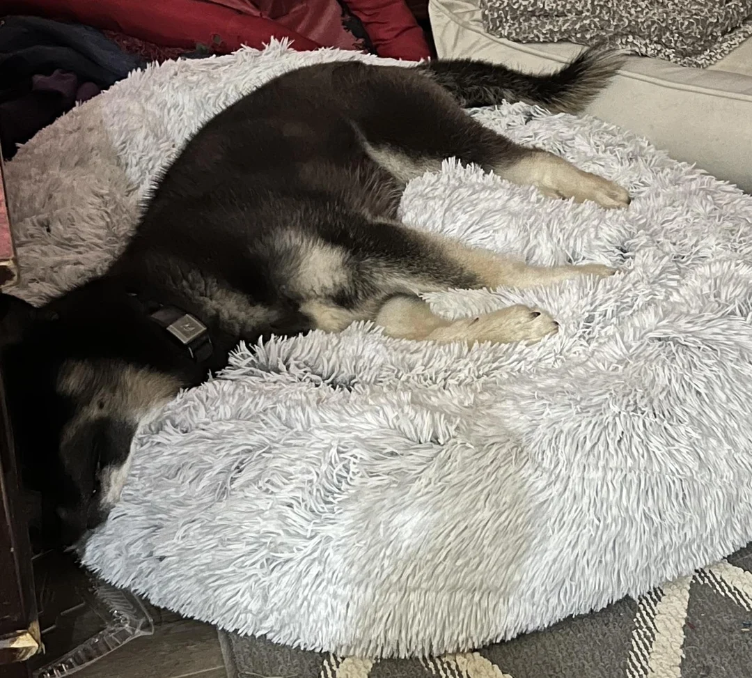 Floof recognizes floof | Scrolller