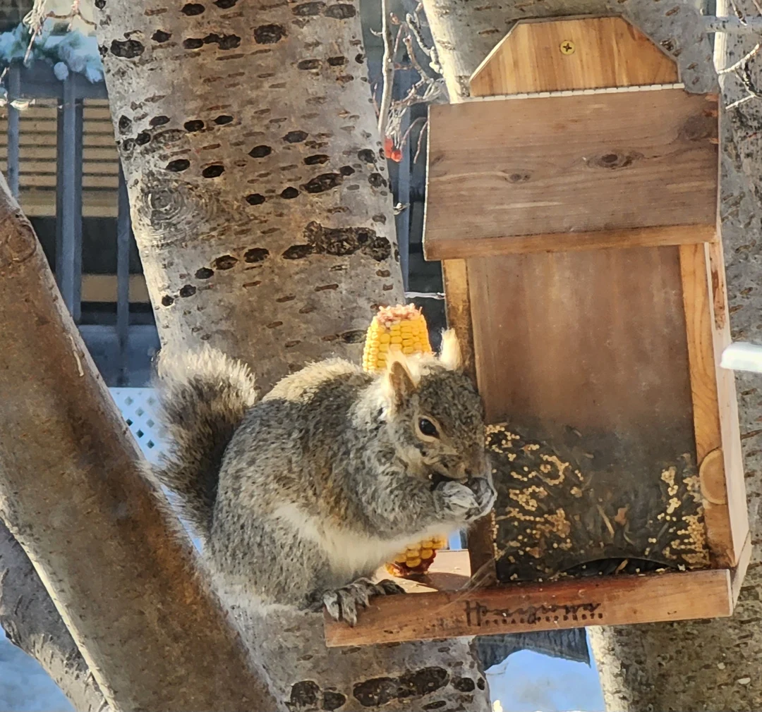 Stumpy's enjoying a gorgeous day! | Scrolller