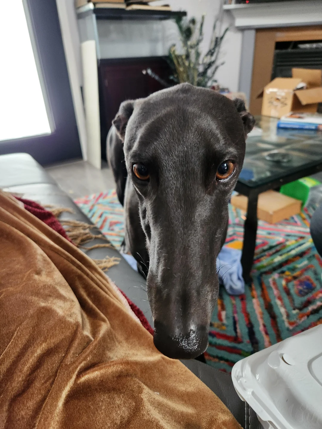 Discover more like Greyhounds: Our new boy and Related Content | Scrolller