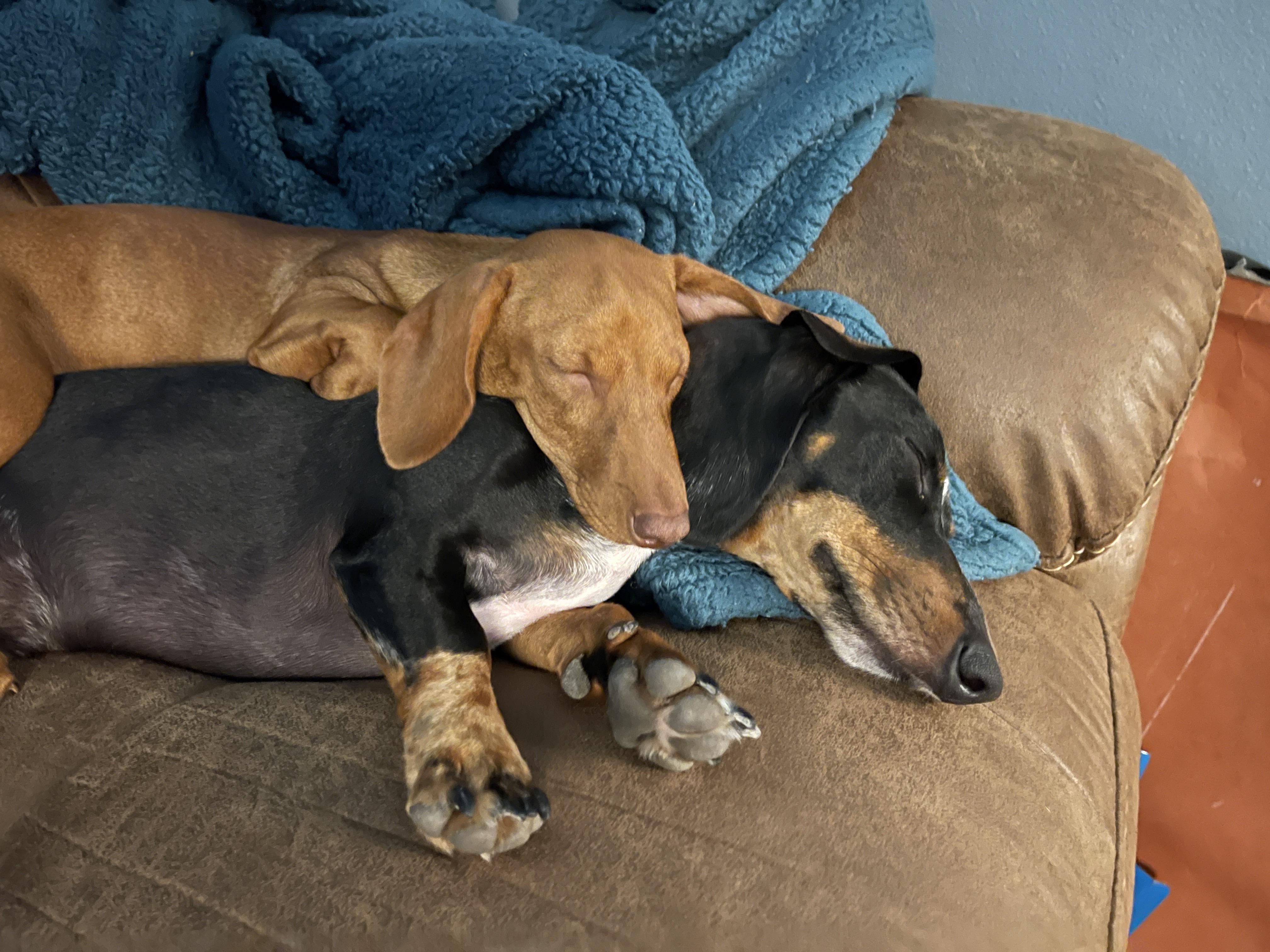 New siblings getting along great | Scrolller