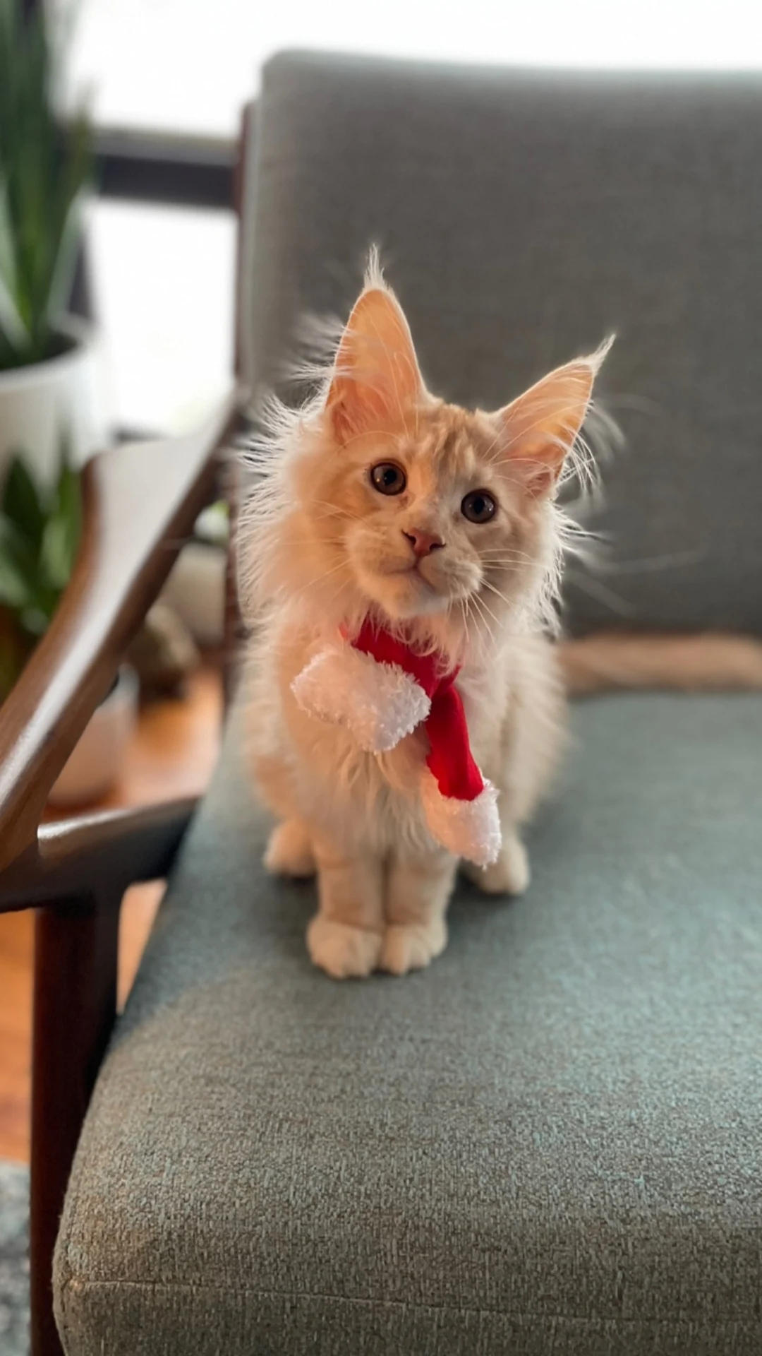 Festive Furrrnando - 4 months old | Scrolller