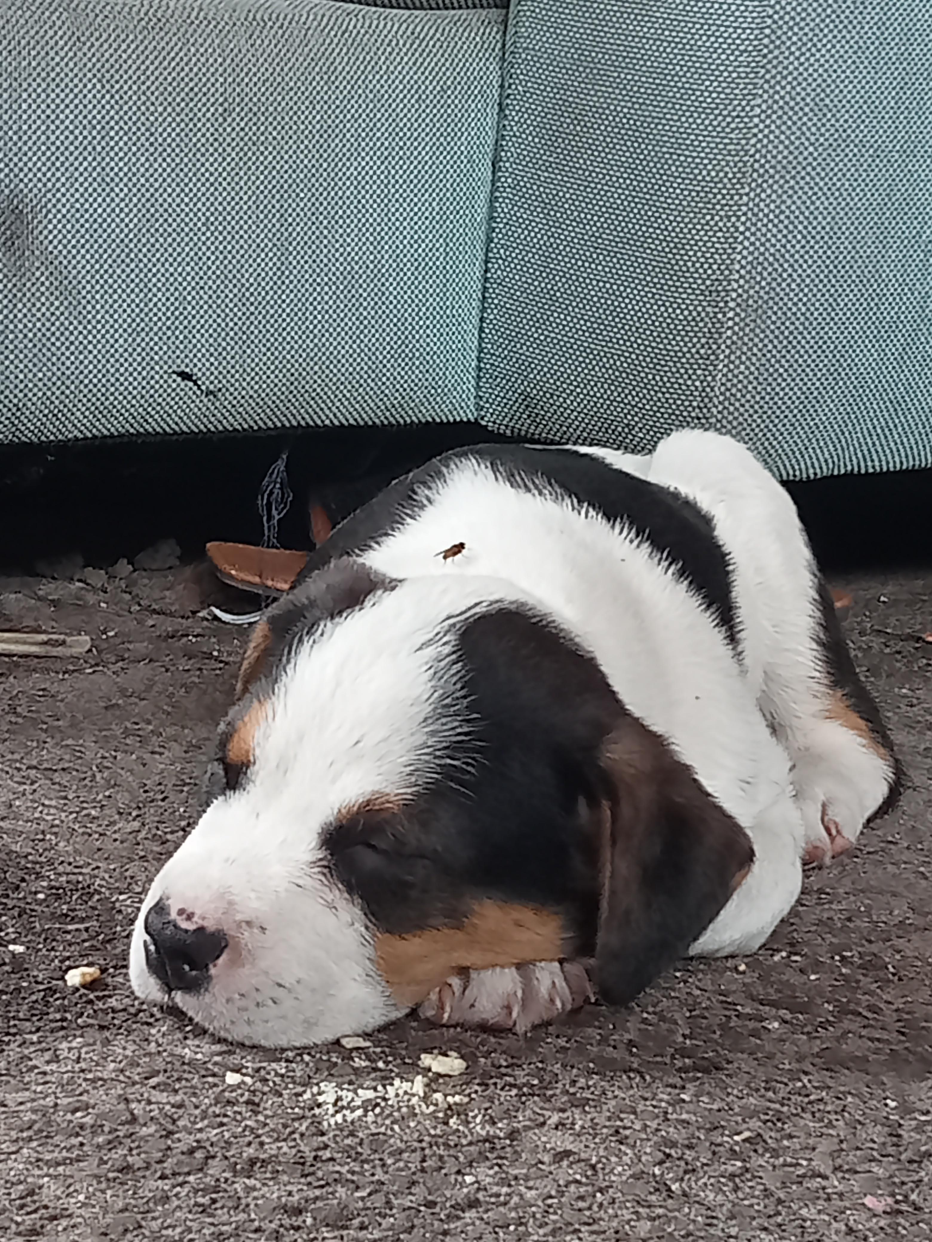 Meet Tiny! With his new step brother Ziggy in the second pic for scale. | Scrolller