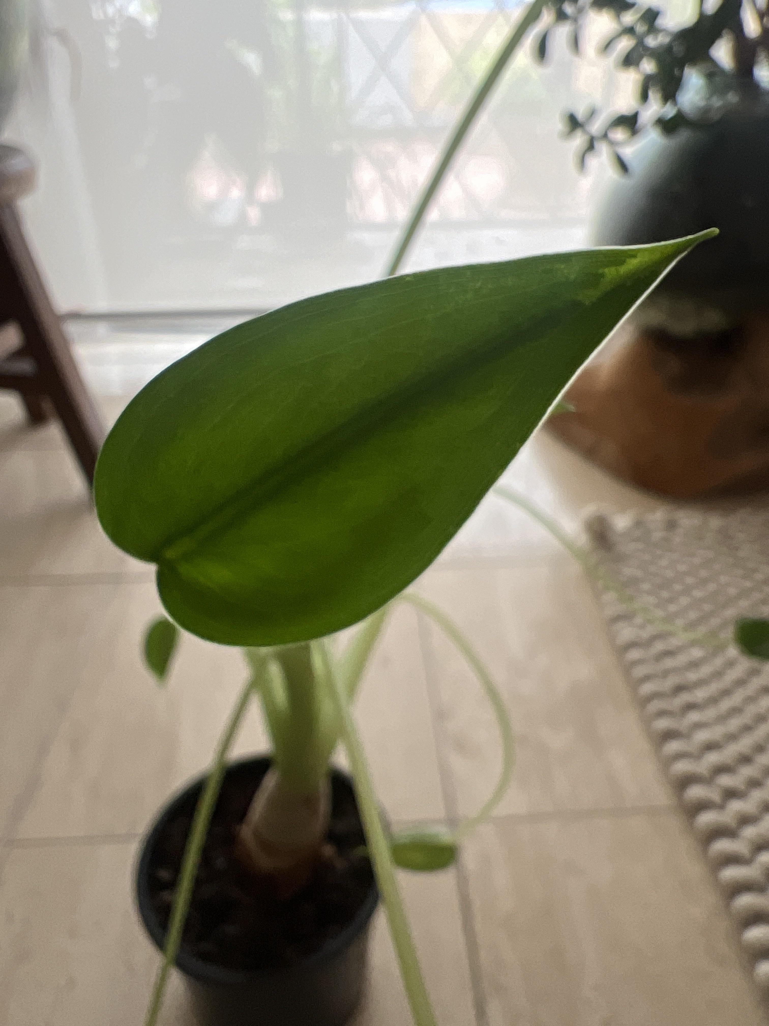 What is this plant? | Scrolller