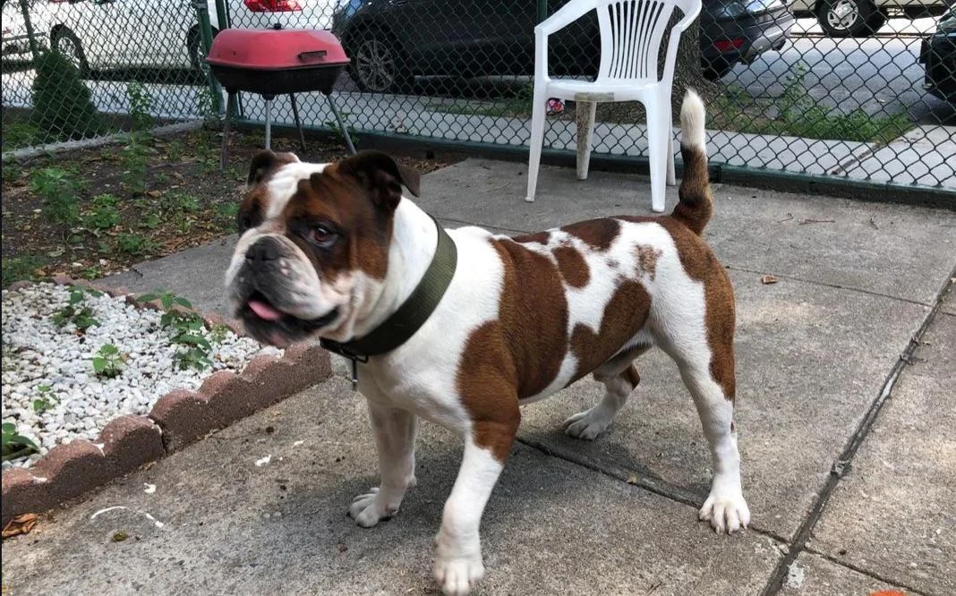 Lieutenant Dan. King of long walks | Scrolller