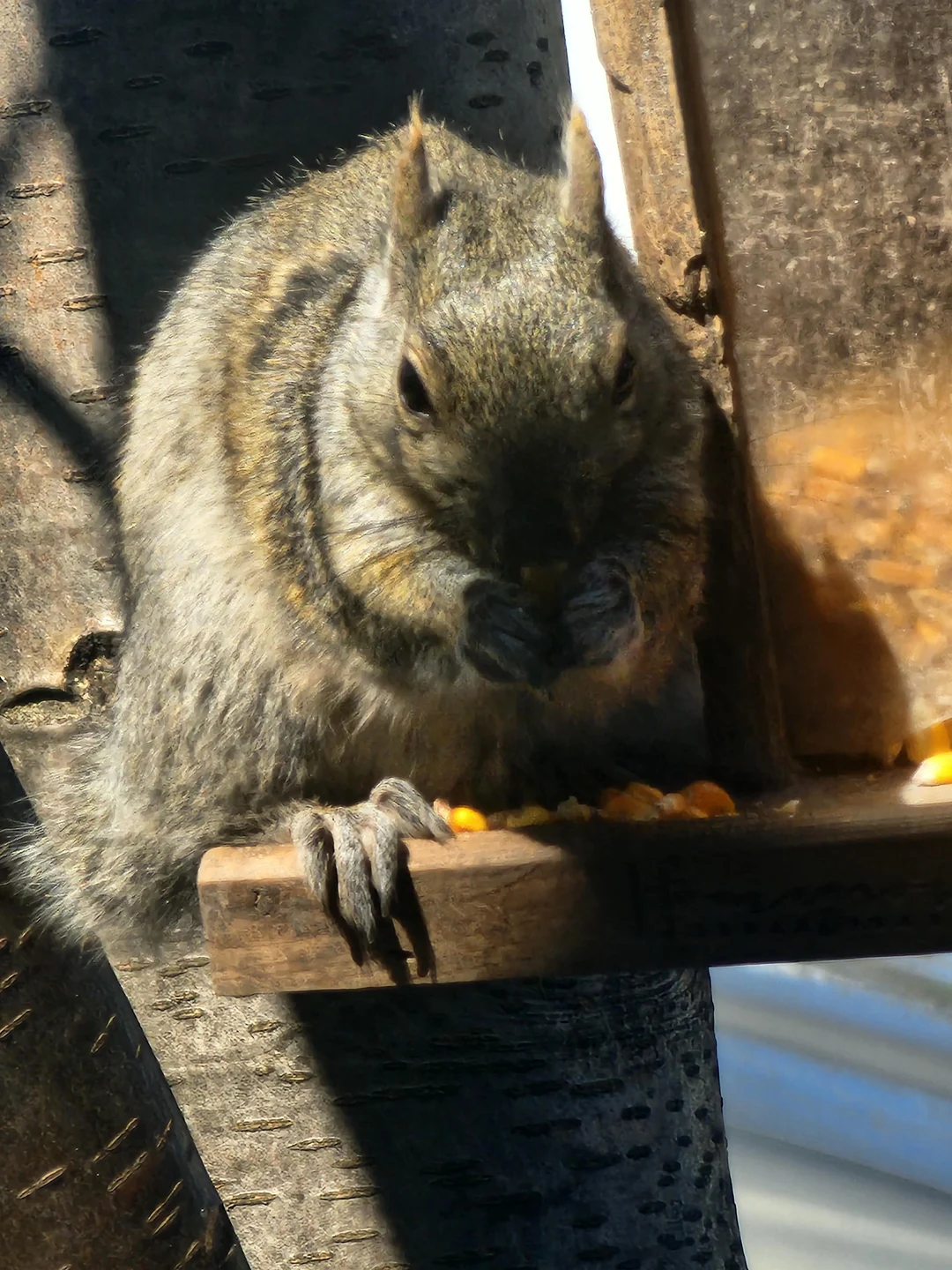 Stumpy is here | Scrolller