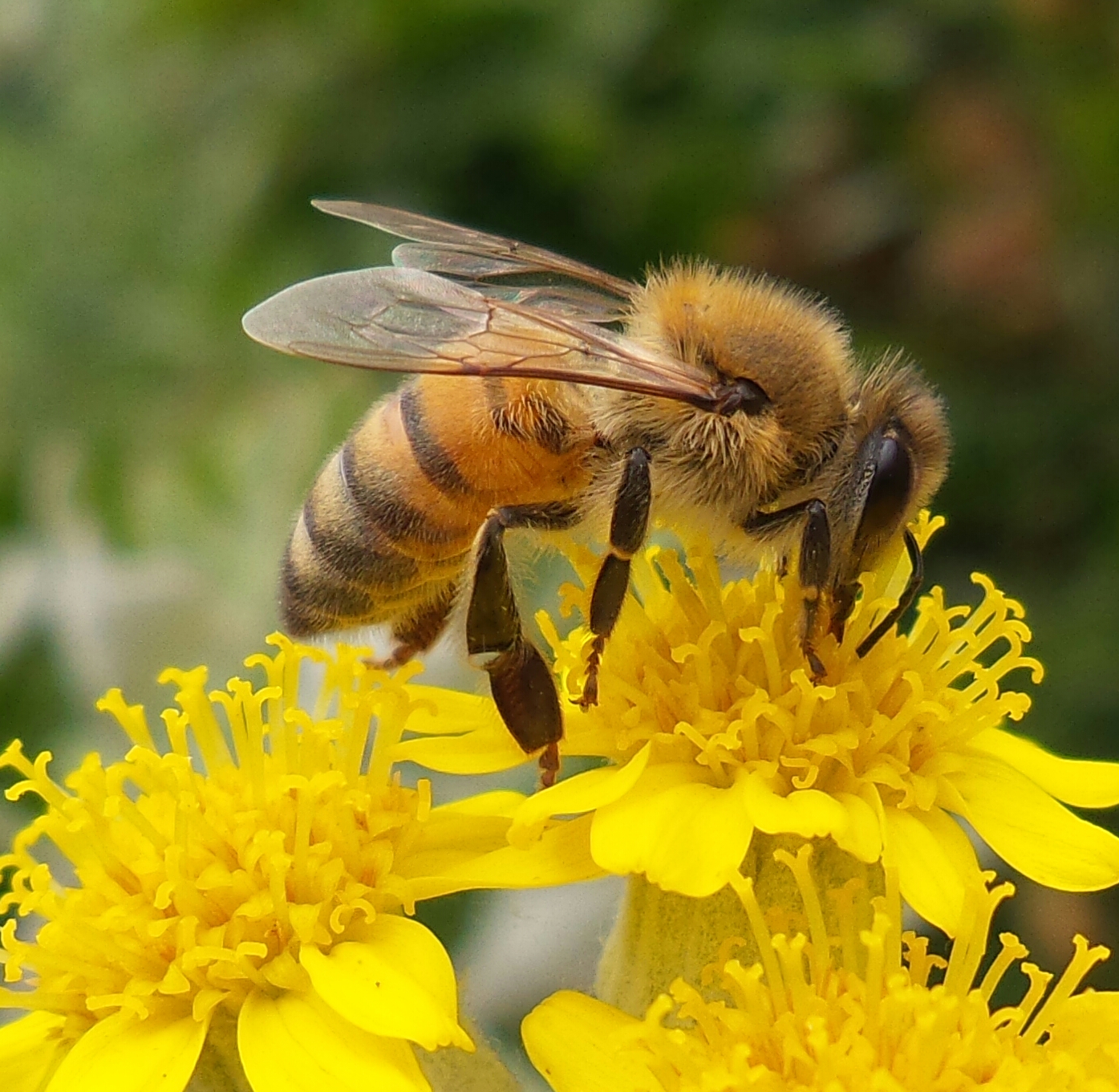 Macro of a bee | Scrolller