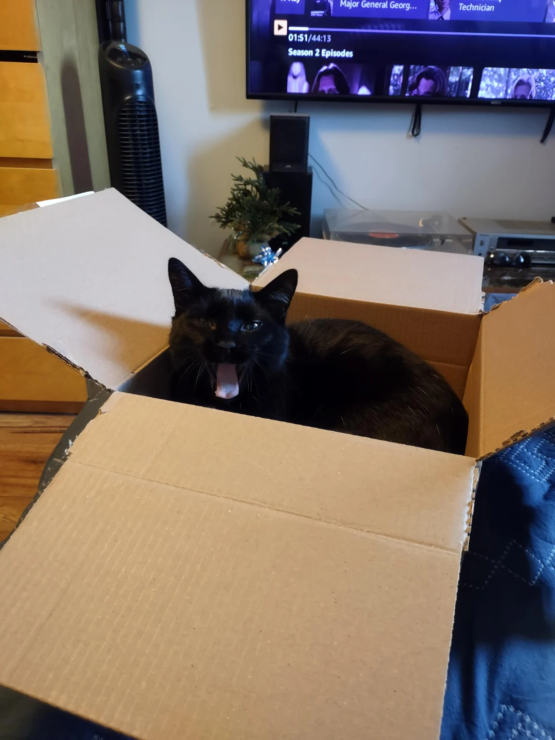 cat nap trap | Scrolller