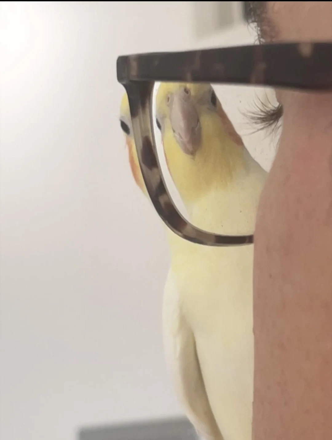 distorted eggie | Scrolller