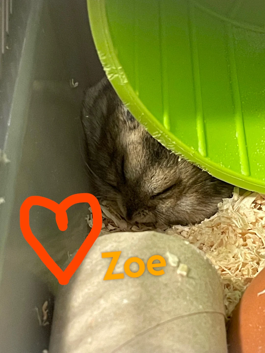 My hamster is eepy ️ | Scrolller