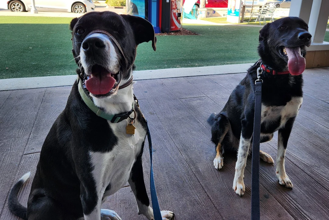 The dynamic duo out on the town | Scrolller