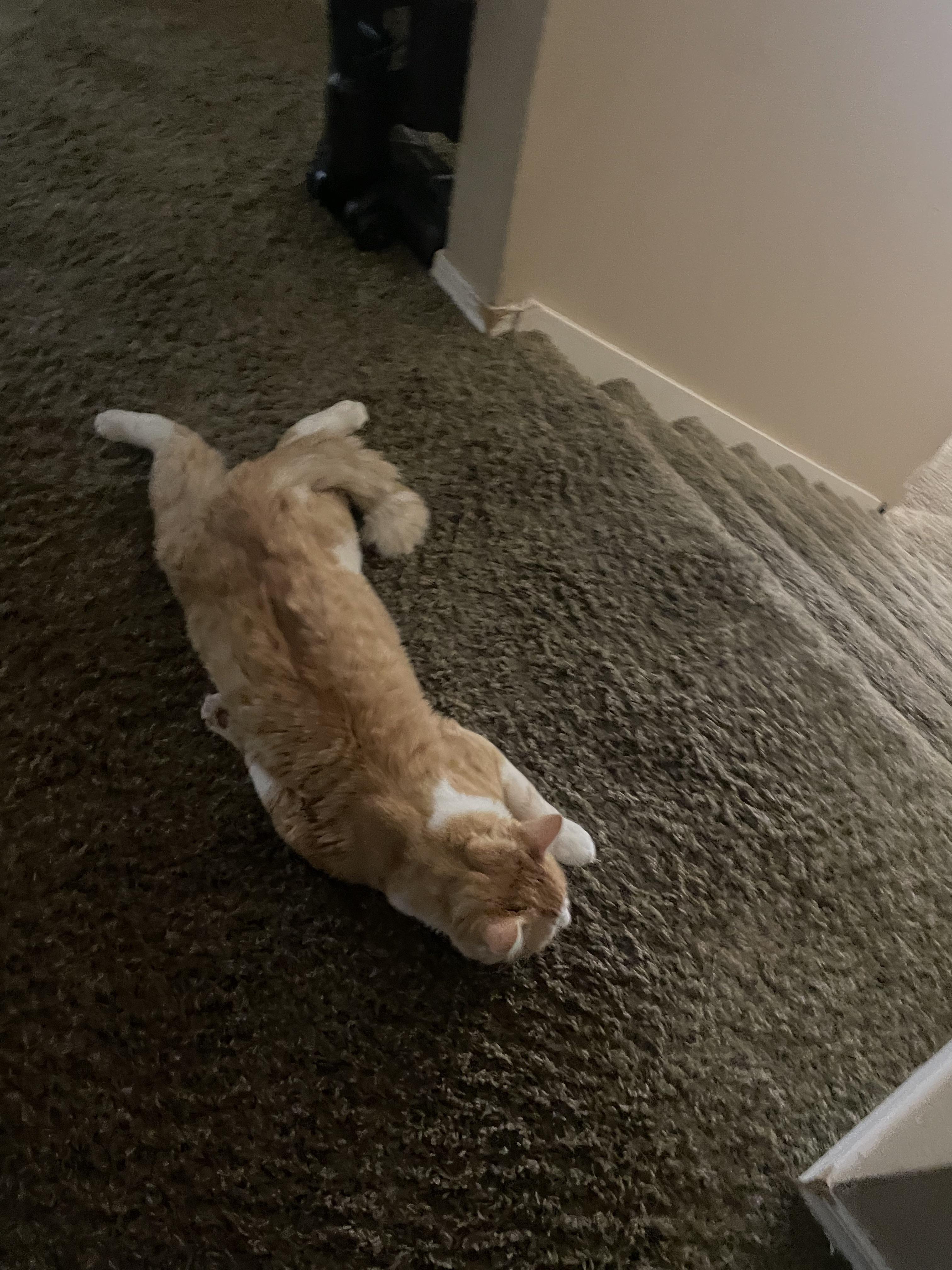 dumb stupid idiot can’t be normal | Scrolller