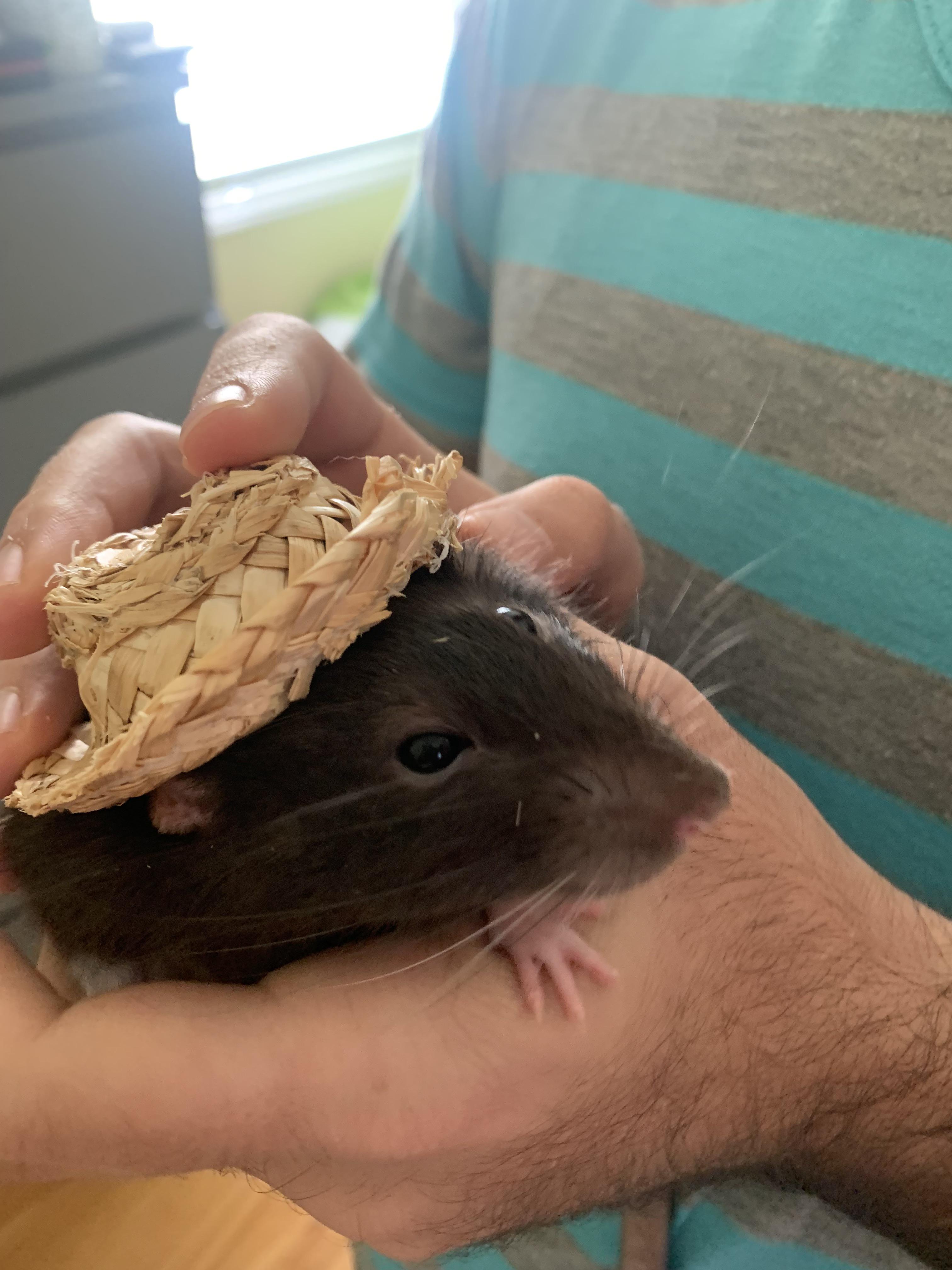 Kratos the rat | Scrolller