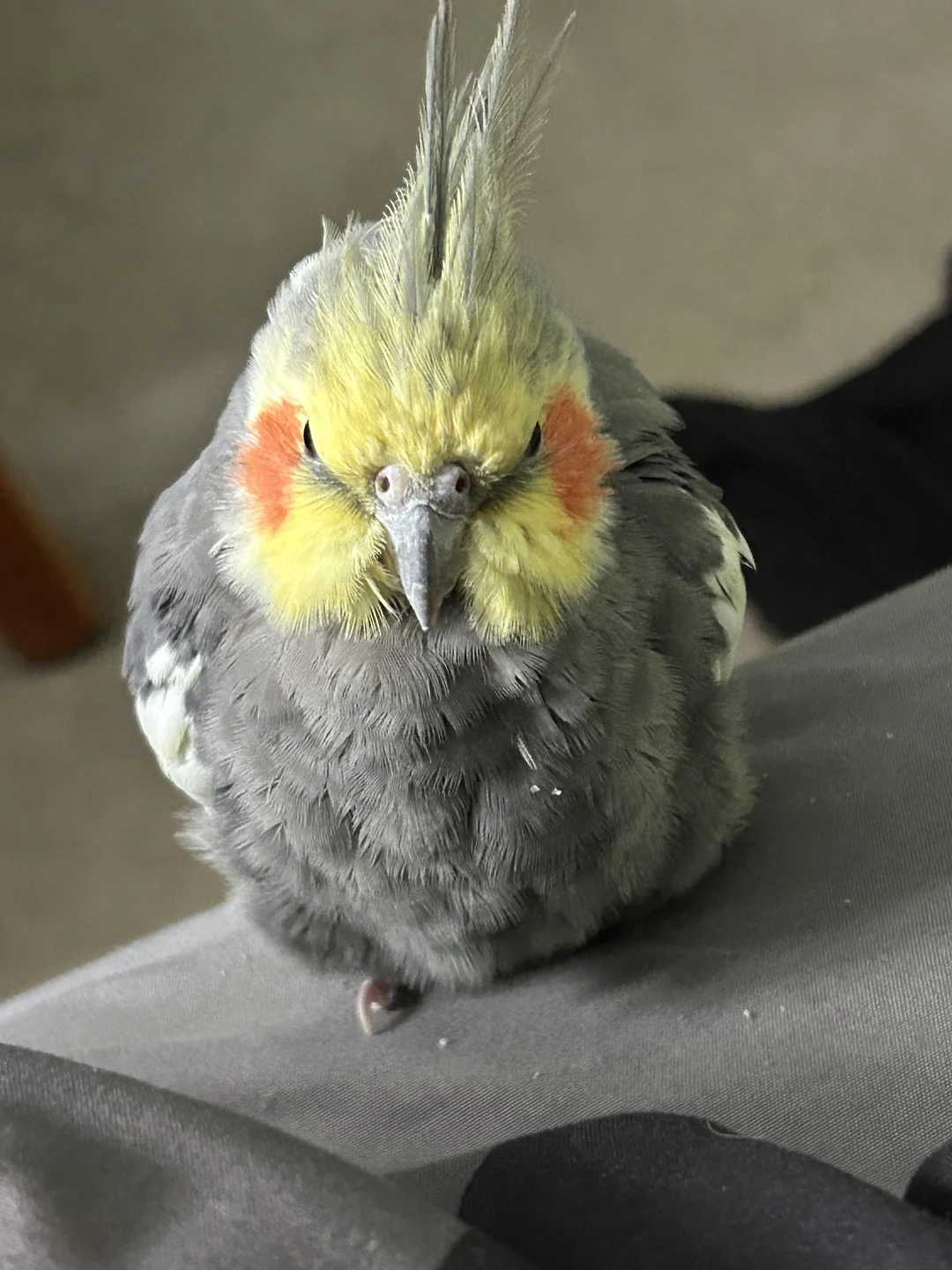 FLOOF!!!!!! | Scrolller