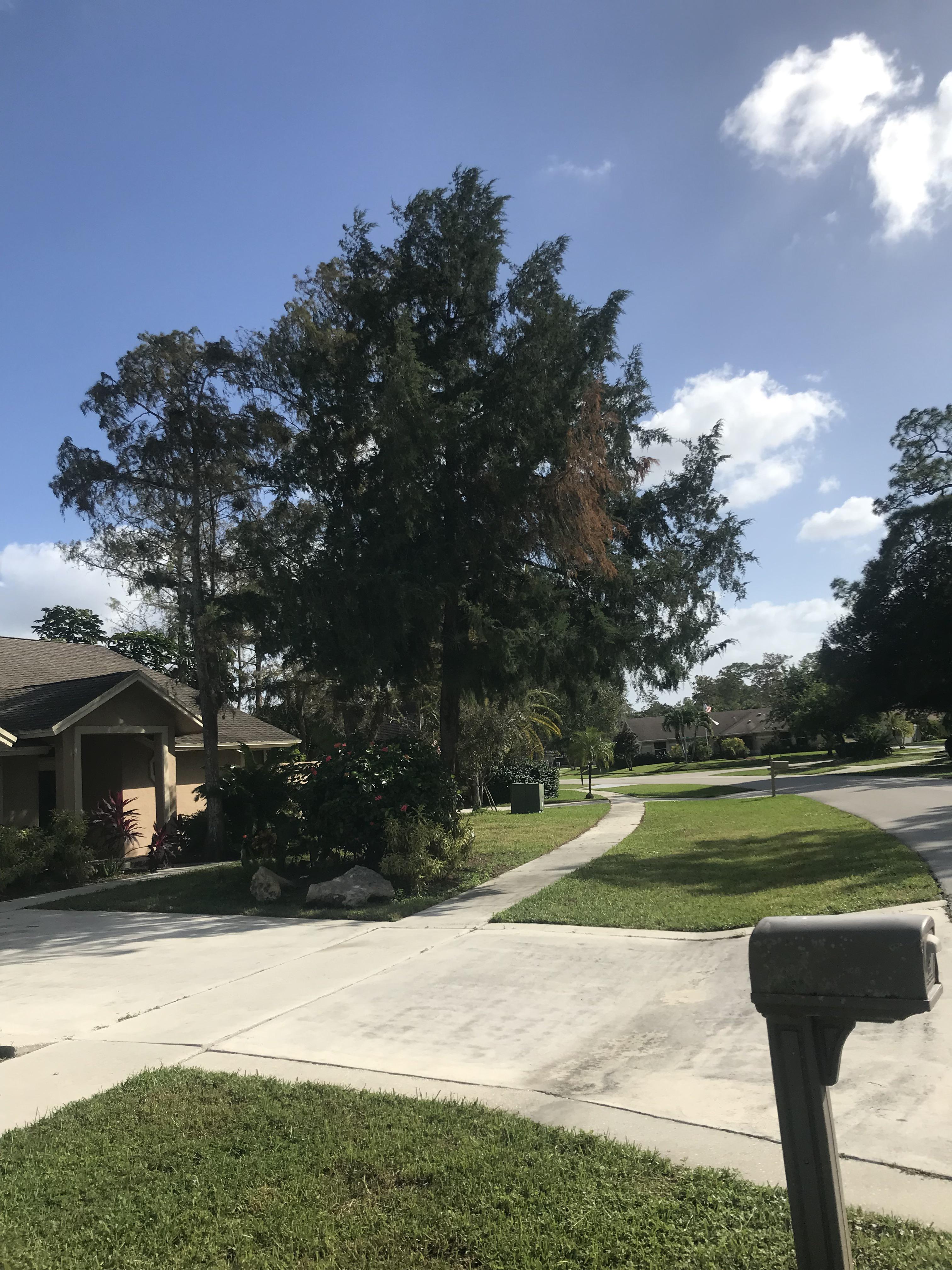 OC post tree with only one branch discolored... | Scrolller