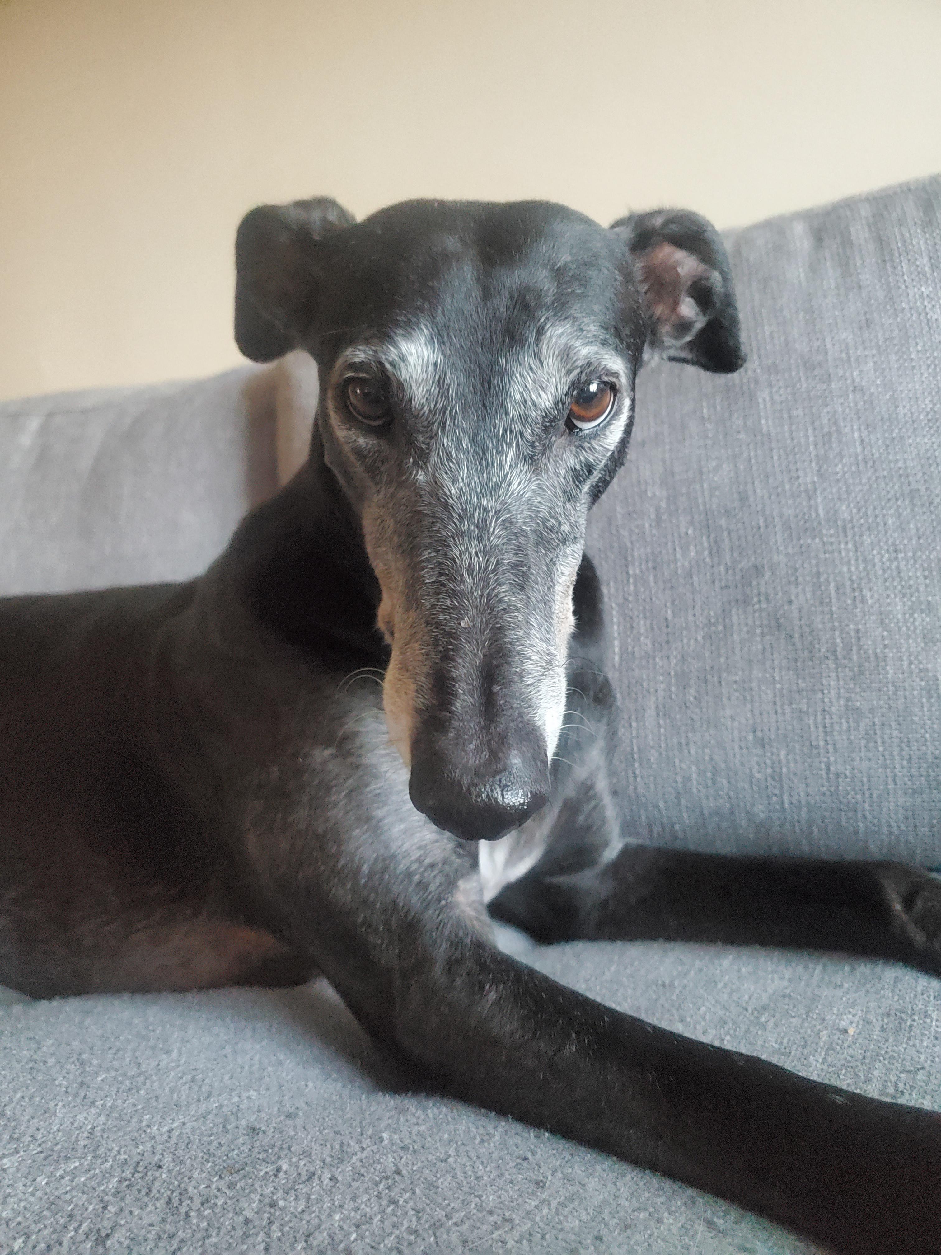 Our Old Lady Sadie Scrolller