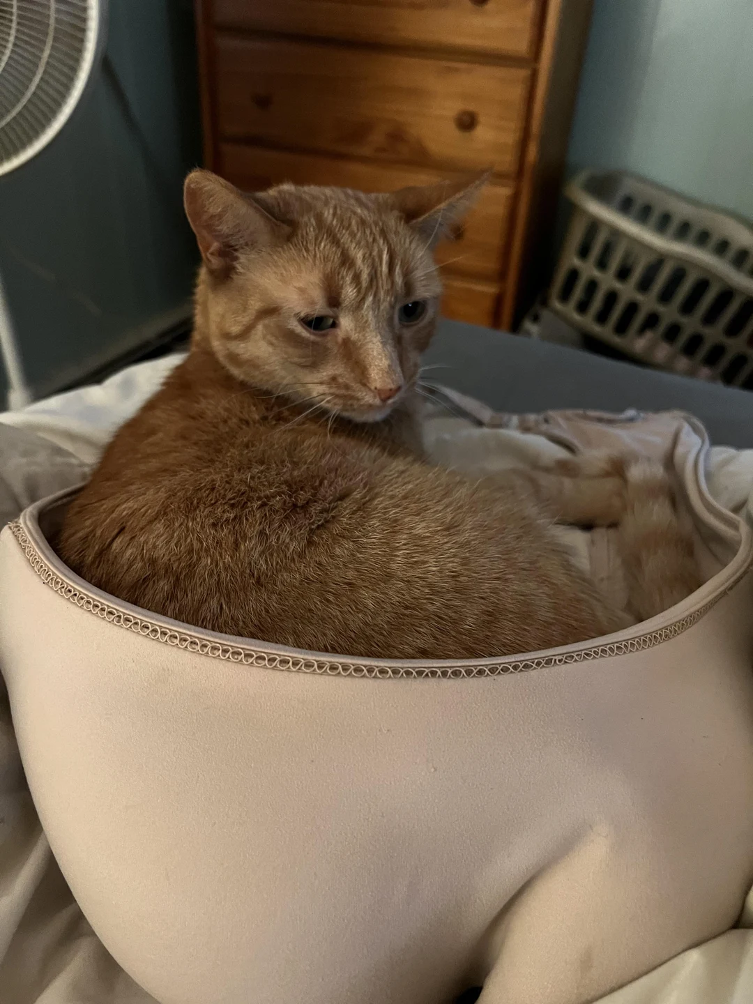 Nothing Like Moms Bra As A Bed Scrolller