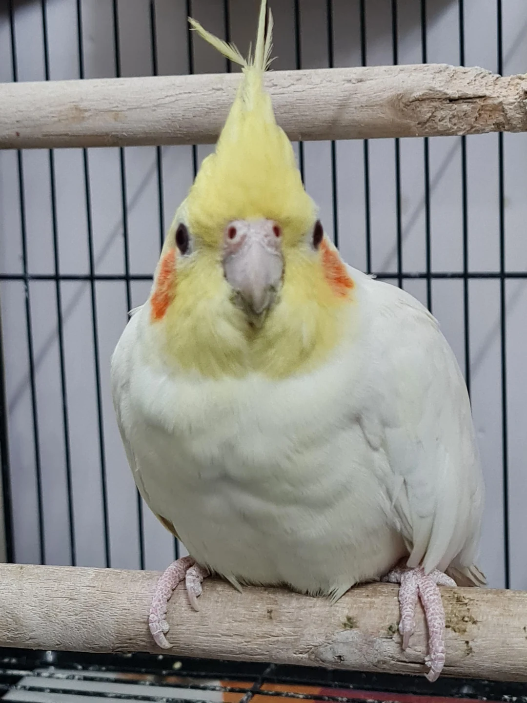 Got this jumpy lil guy recently. About 7 months old. Any special tips to tame him? | Scrolller