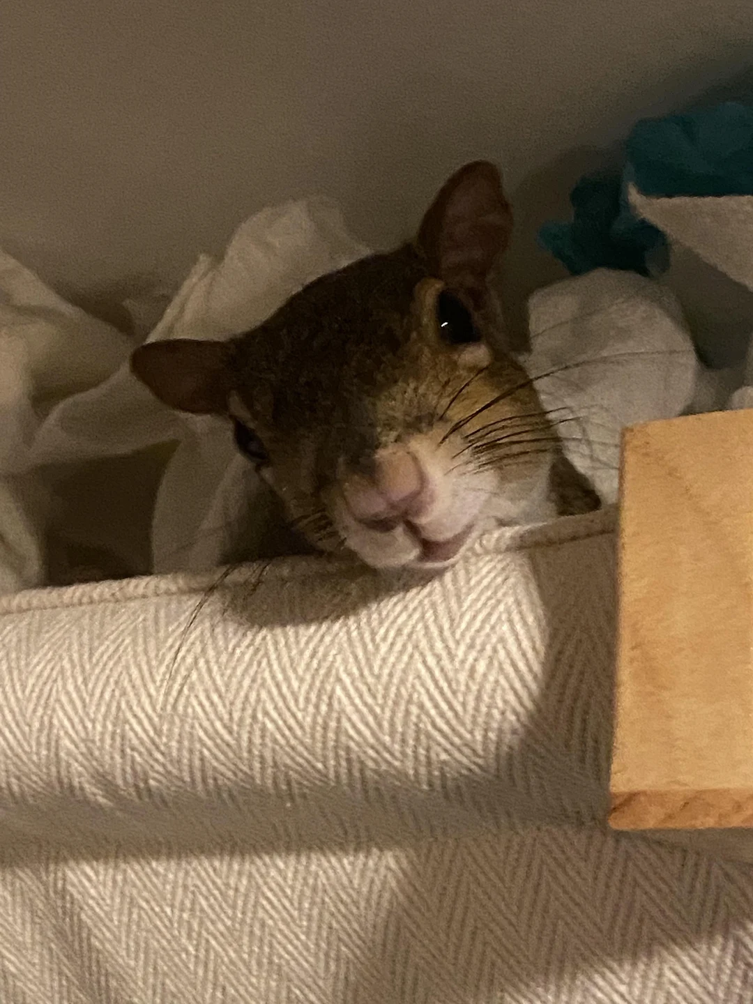 Floppy ears Natasha | Scrolller