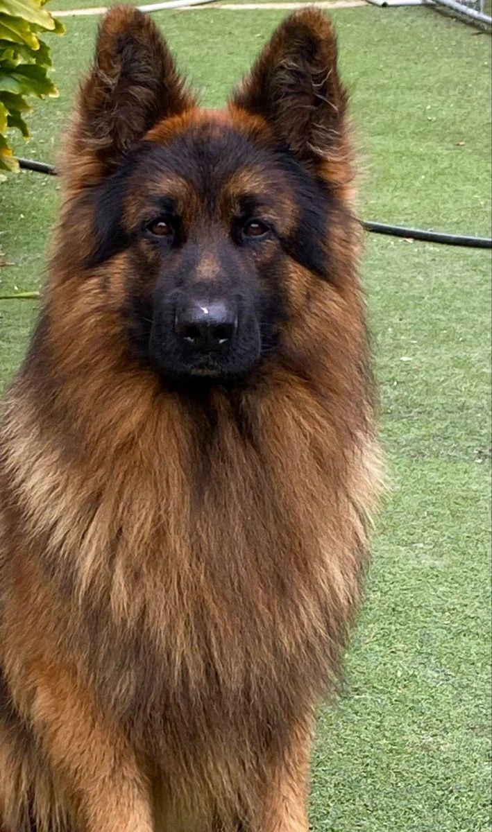 This Cute German Shepherd 🐶 | Scrolller