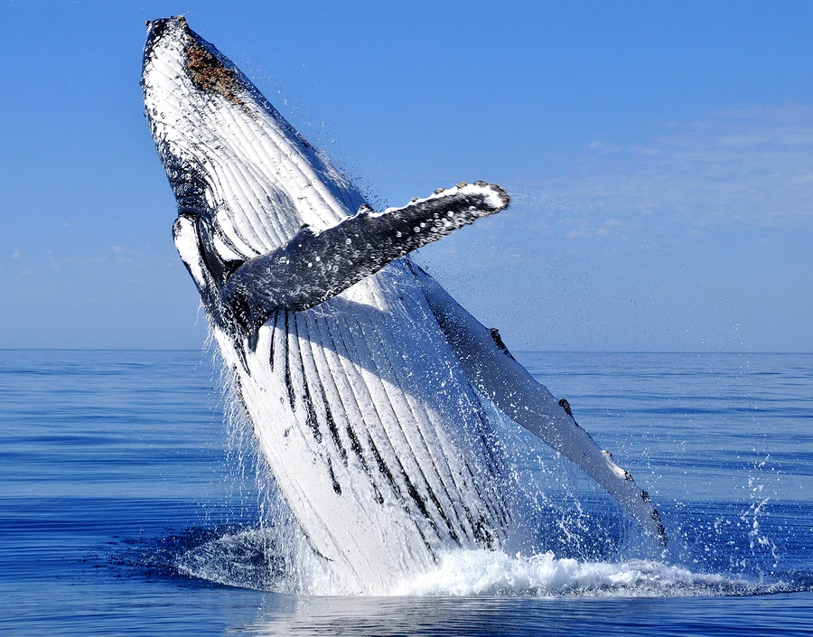 Humpback whale | Scrolller