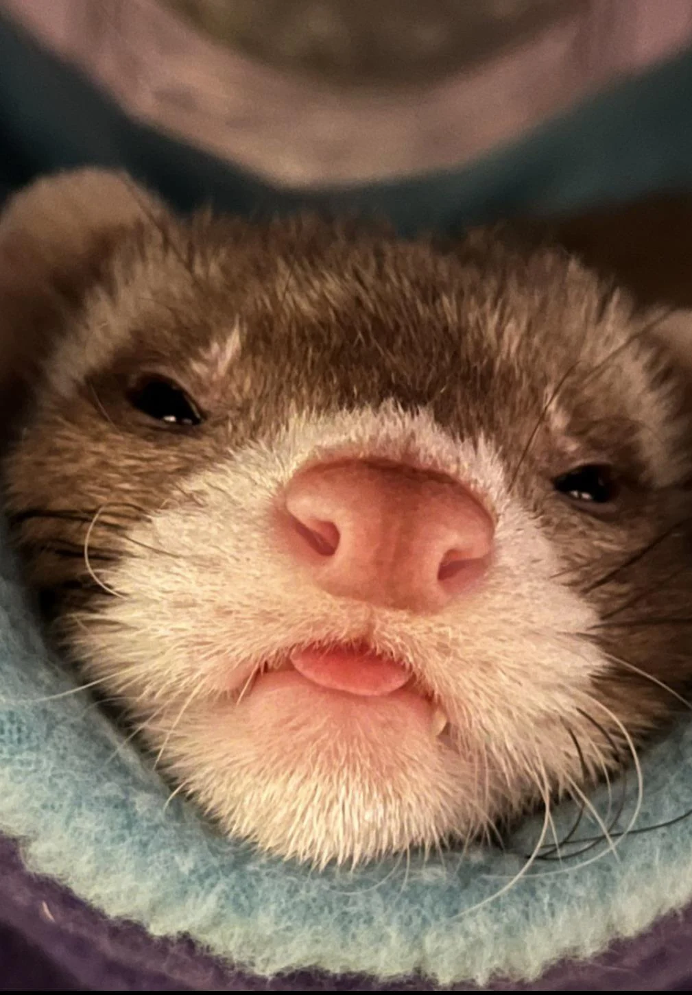 Patch’s little Blep 🥰 | Scrolller