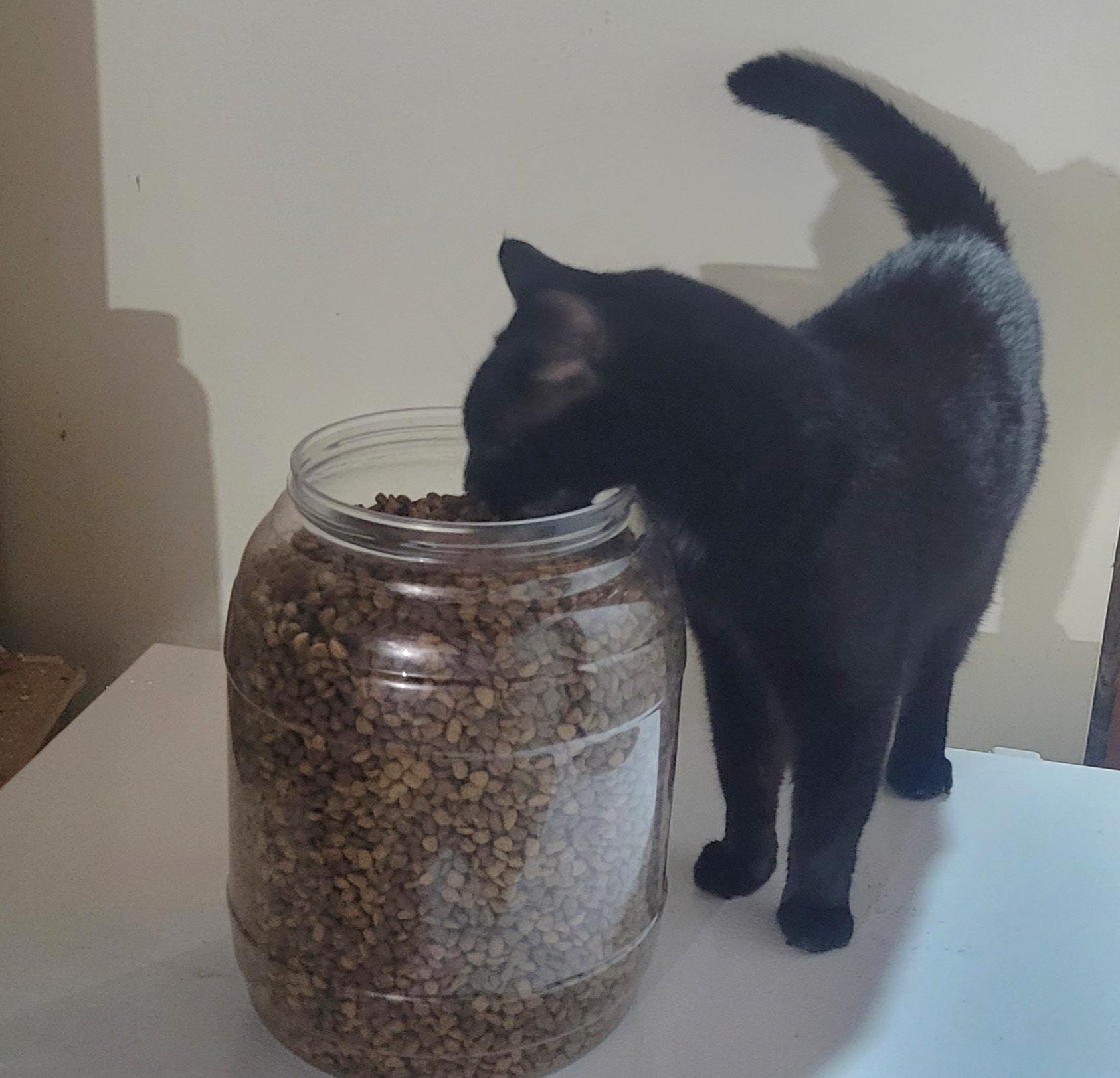 Snacktime for cats. | Scrolller