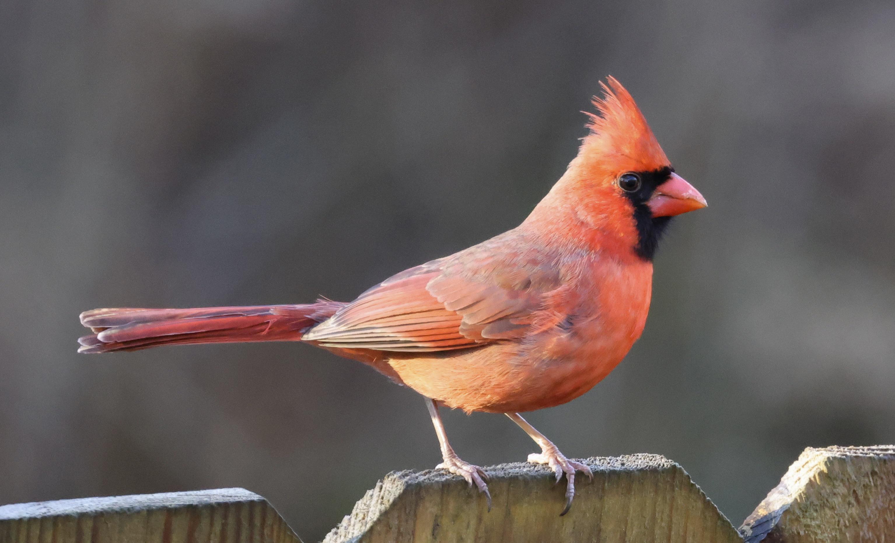 Happiest Cardinal (my photo) | Scrolller