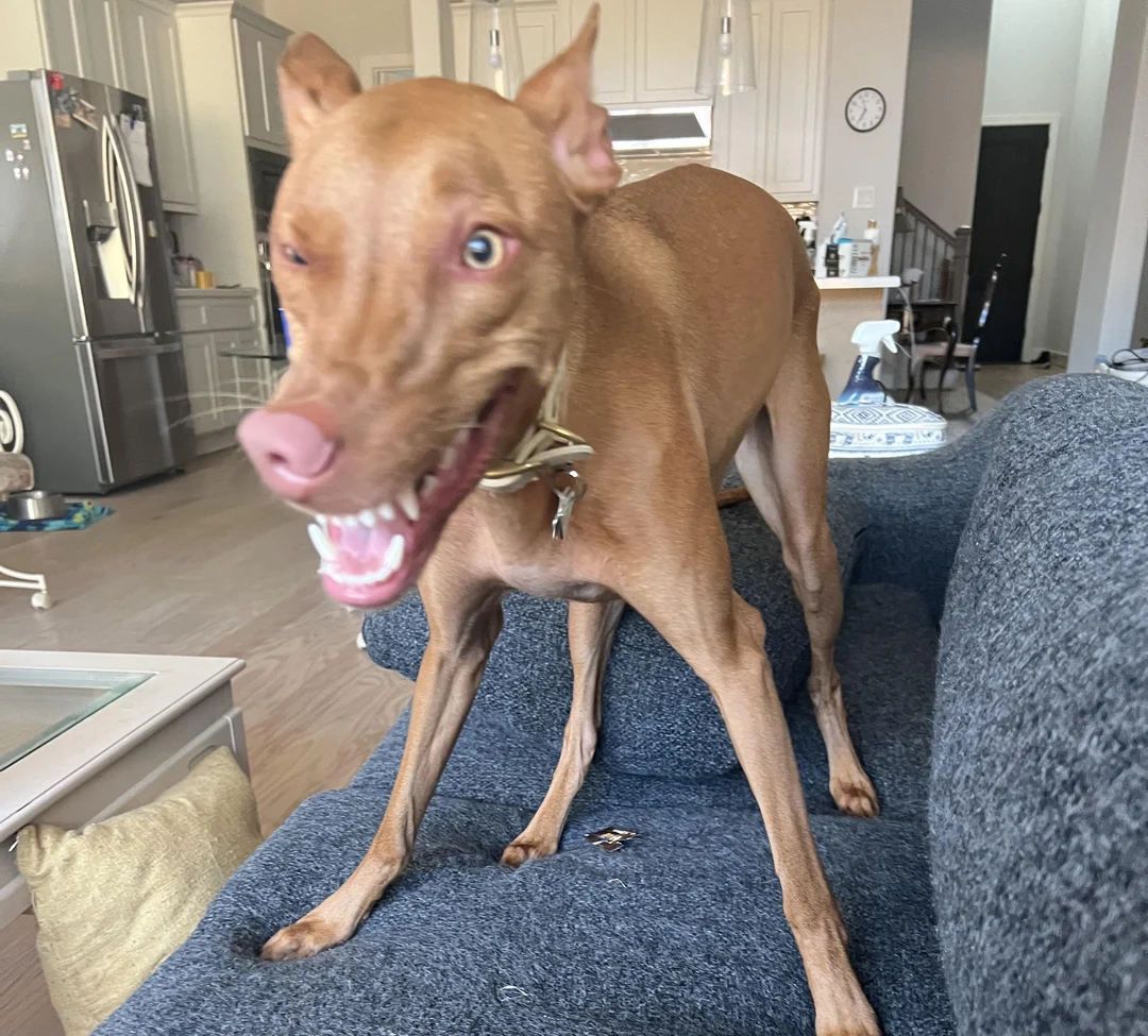 Say Cheese | Scrolller