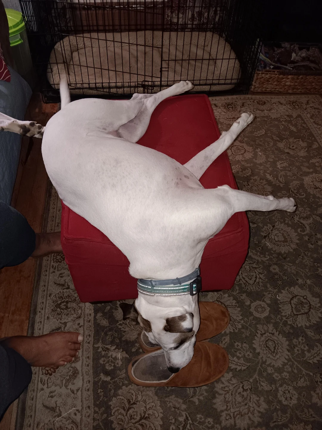 Gravity getting Tucker down | Scrolller