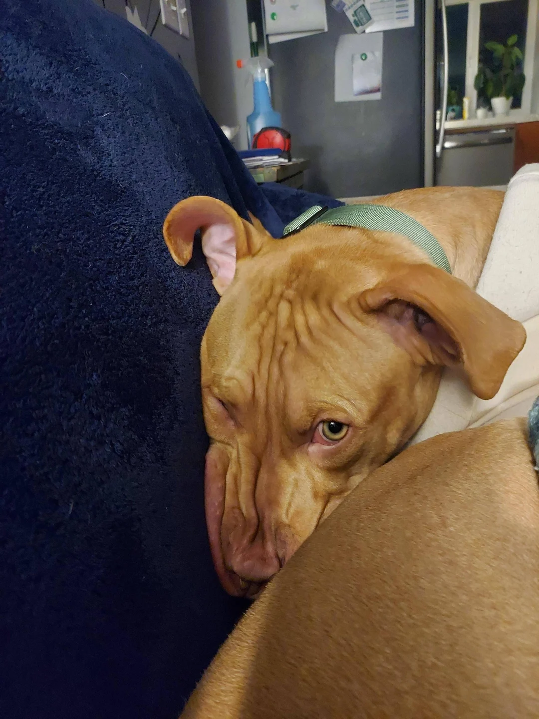 I've only had him a few months but I think he is melting. | Scrolller