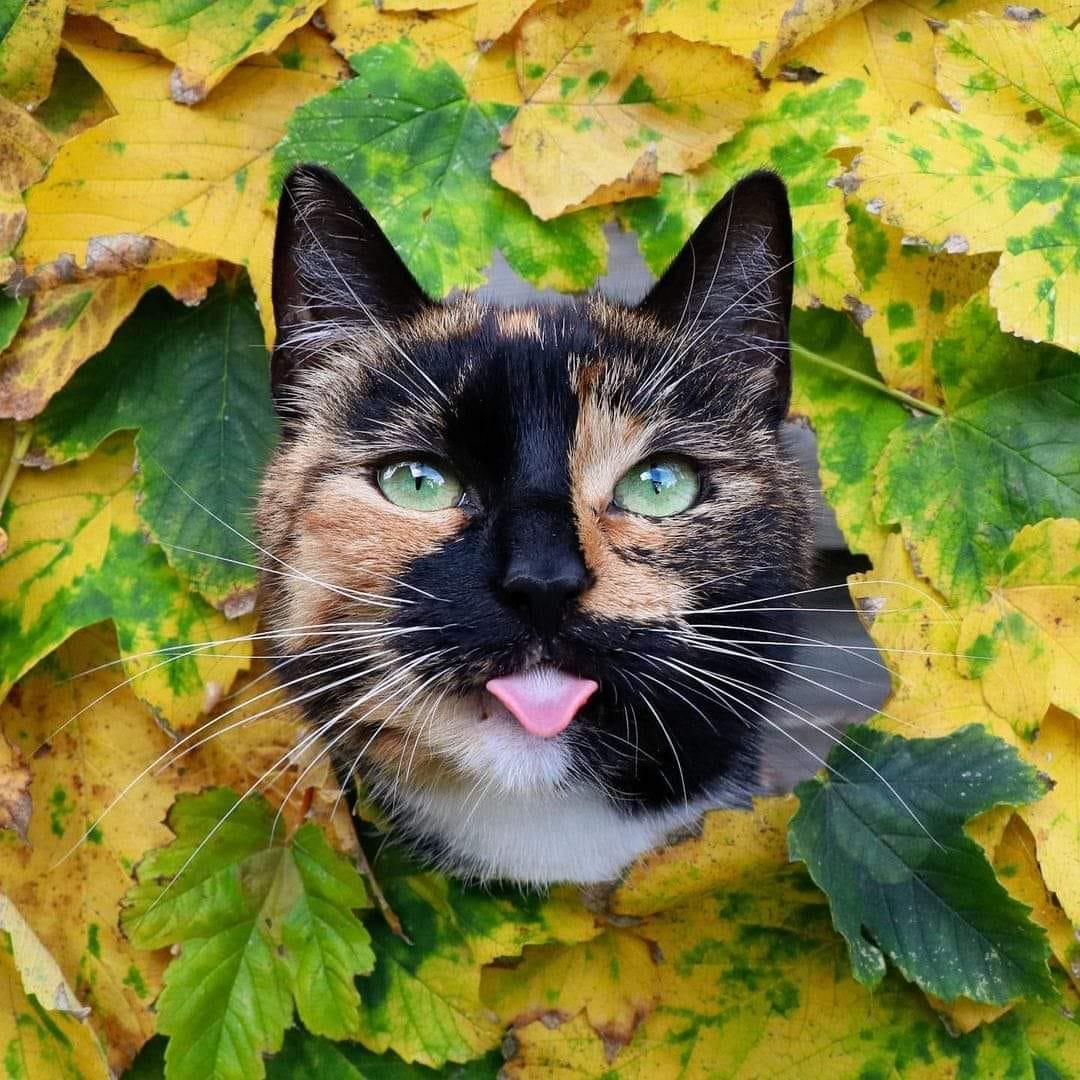 Surprise Blep on a photoshoot | Scrolller