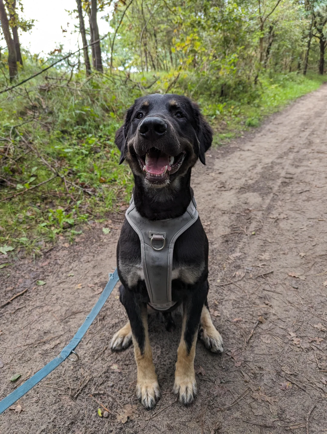 Discover more like PuppySmiles: Today in the forest and Related Content | Scrolller