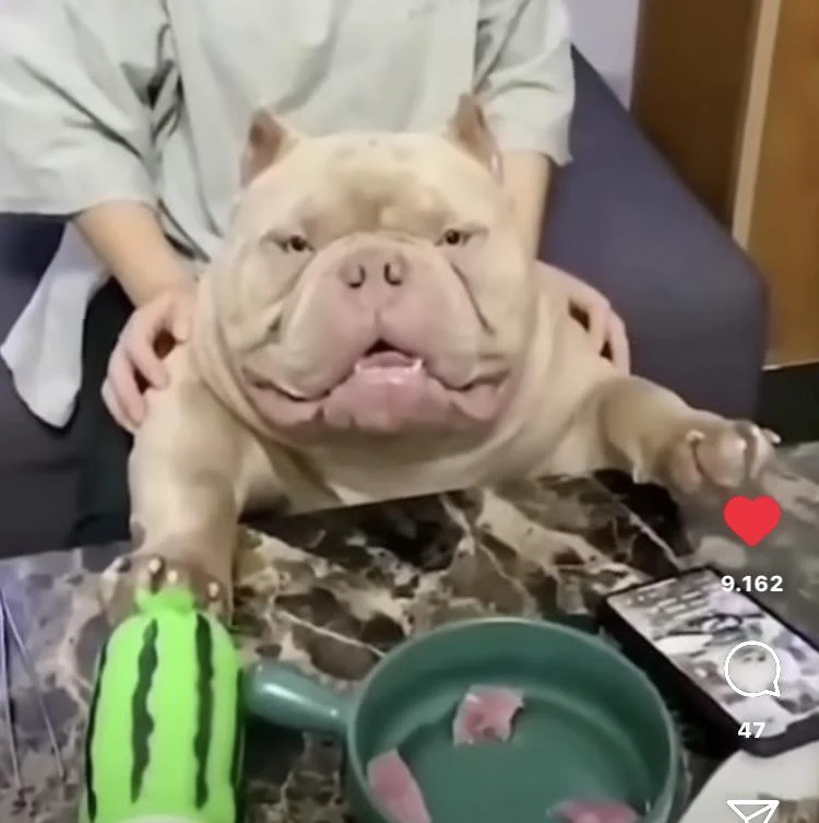 What is this breed ? | Scrolller