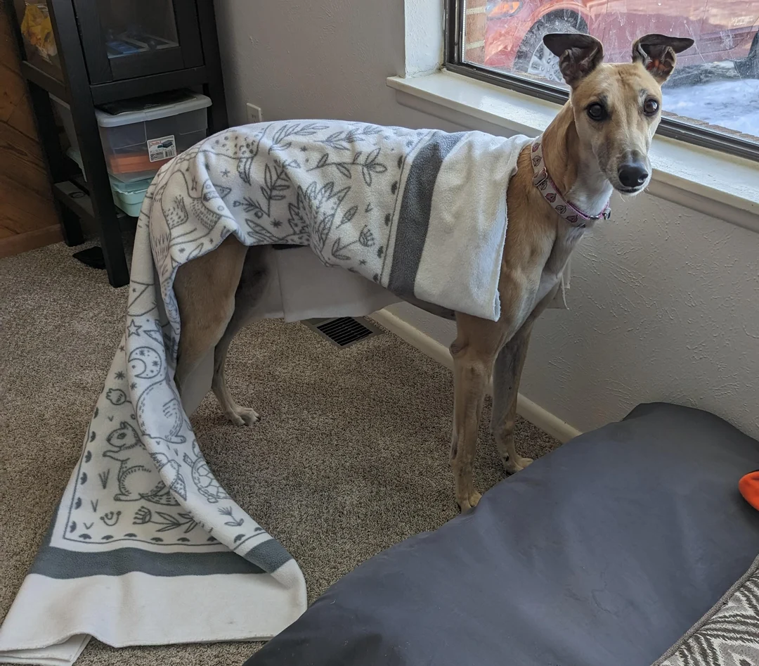 Her royal majesty, Miss Kira | Scrolller