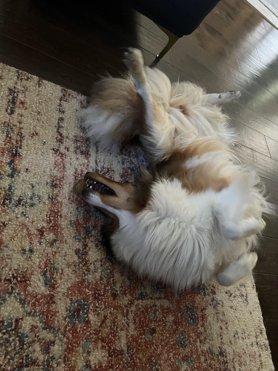 She’s chewing her bone | Scrolller