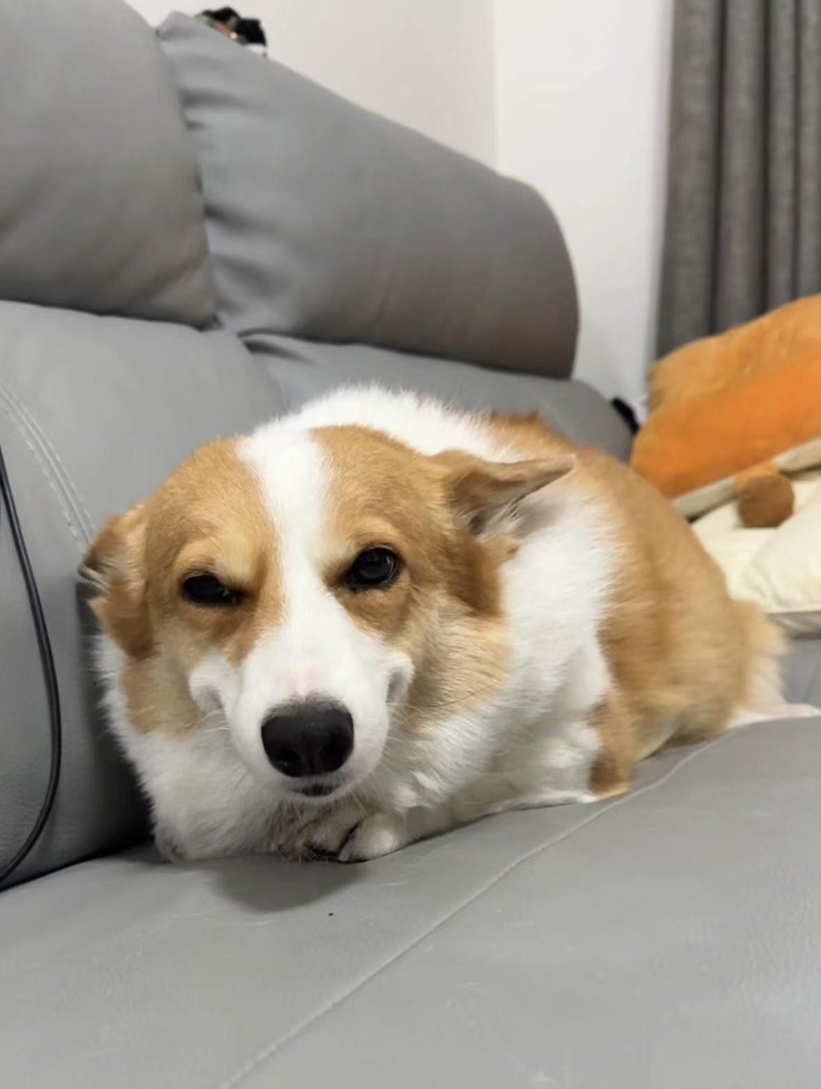 Show me your dogs!!! | Scrolller