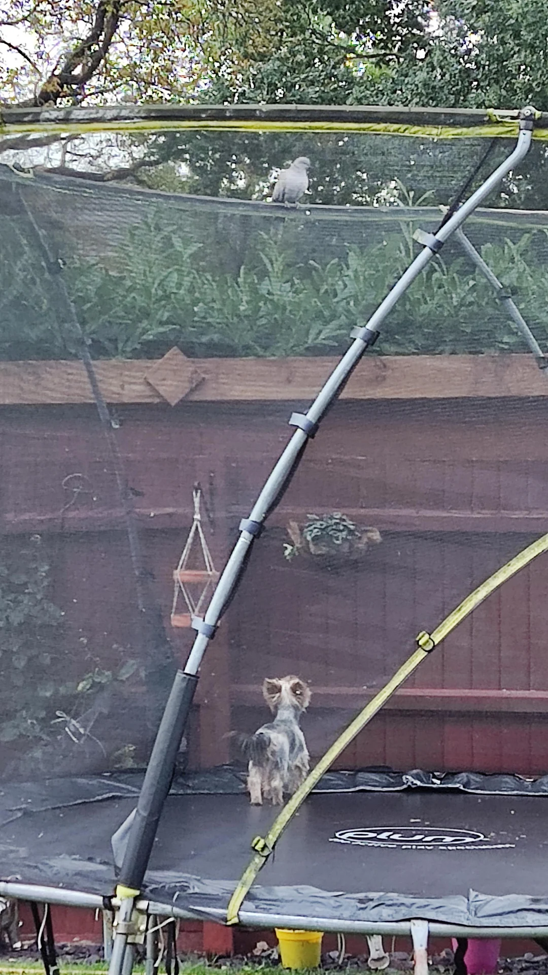 Binky and the local pigeon with their daily Mexican standoff | Scrolller