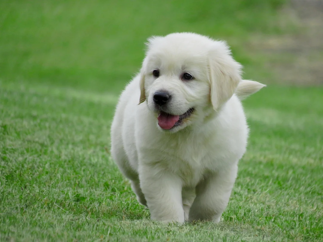 Little Pupper | Scrolller