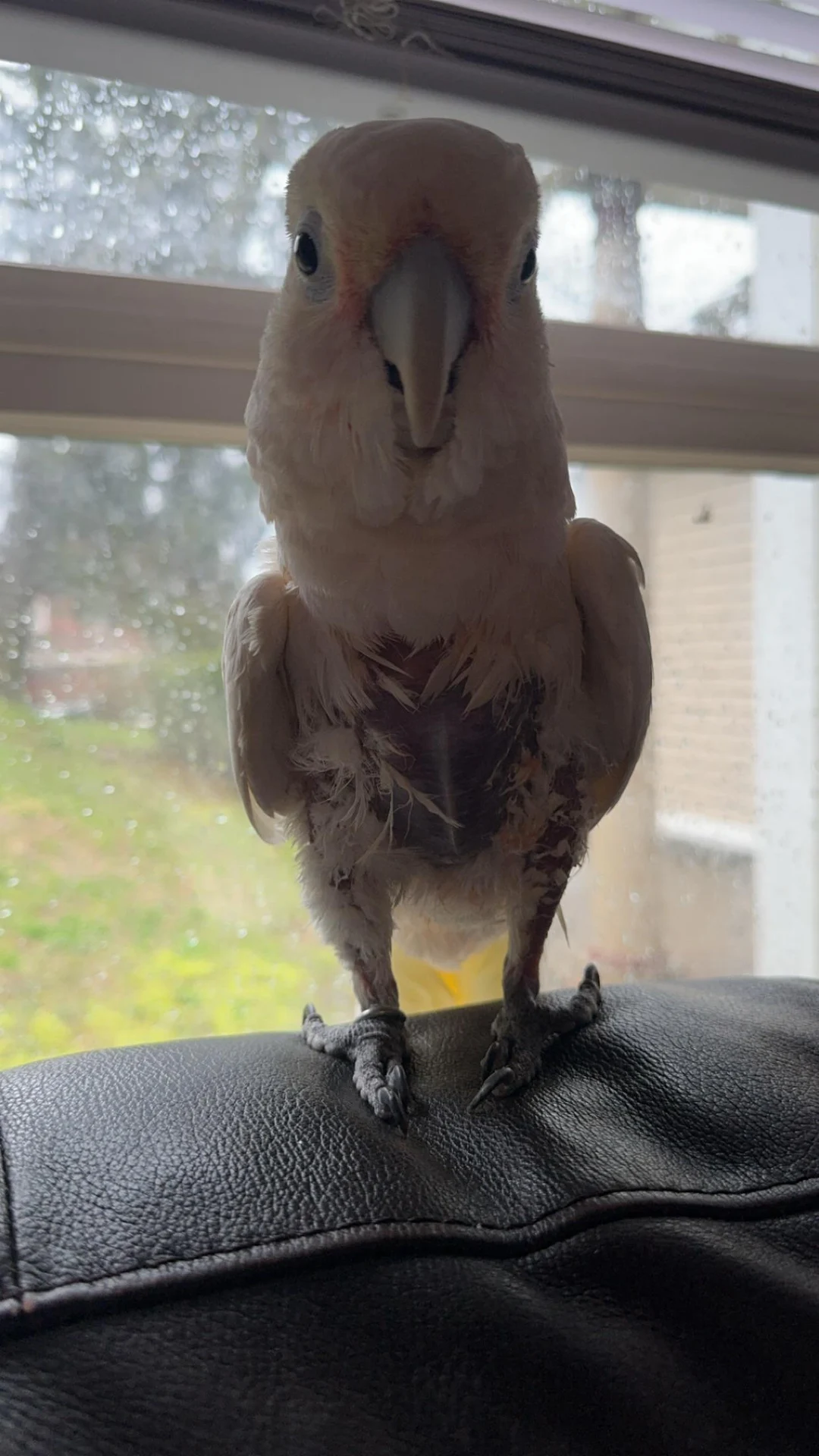 Cockatoo picking | Scrolller