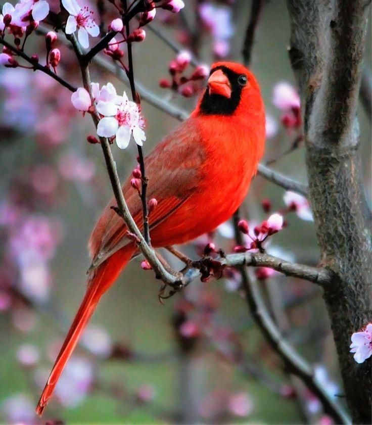 Cardinal Bird | Scrolller