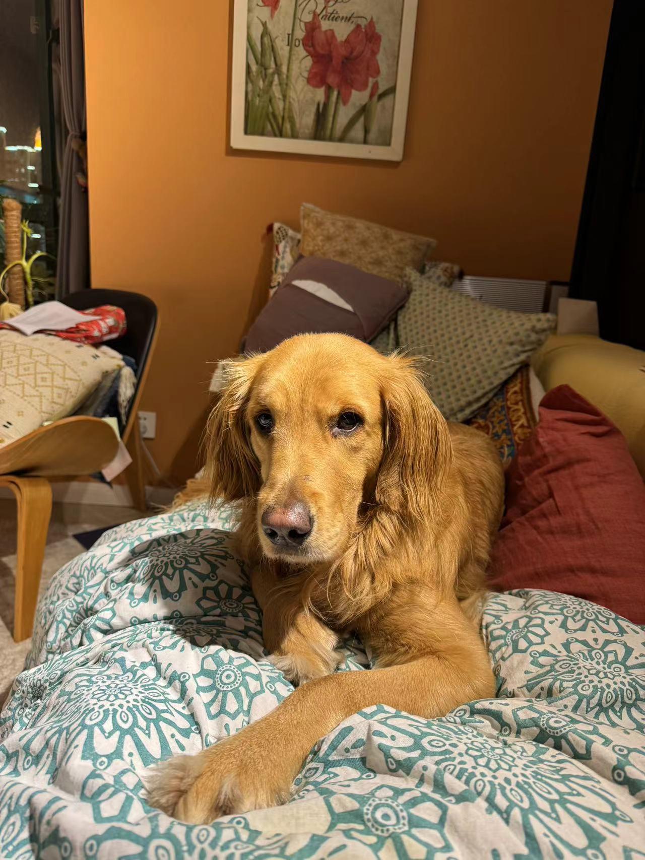 Does anyone else sniff their golden? | Scrolller