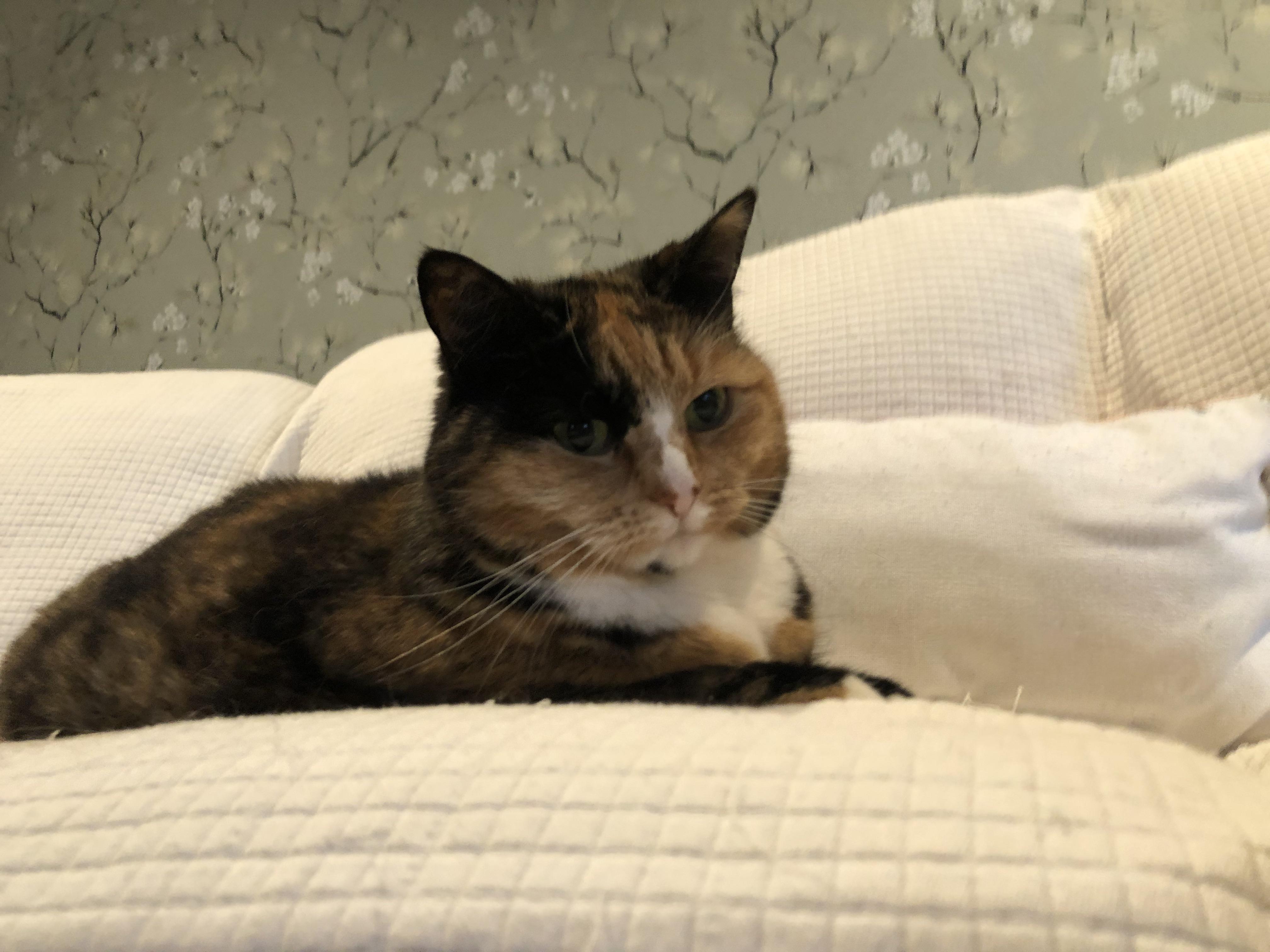 Cat just taking it chill in the sofa | Scrolller