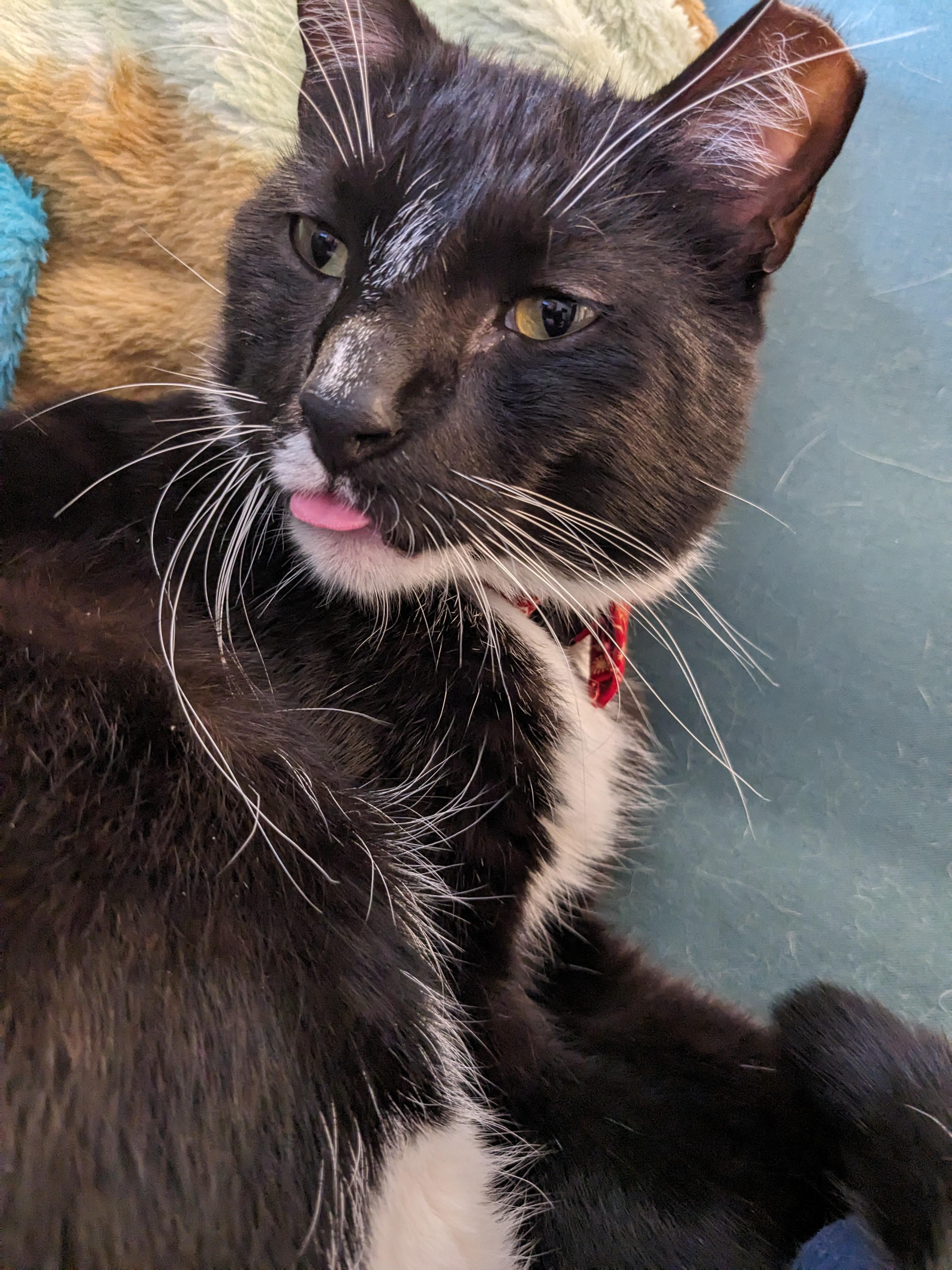 A rare blep from Freddie Purrcury | Scrolller